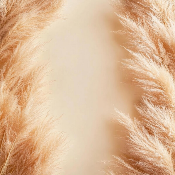 Descarga Arreglo de pasto de las Pampas sobre fondo beige Fondos En ...