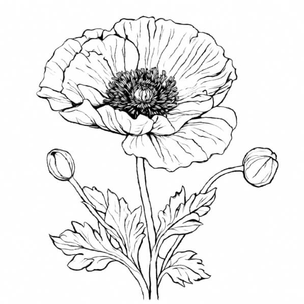 Download Detailed line drawing of a poppy flower Coloring pages Online ...