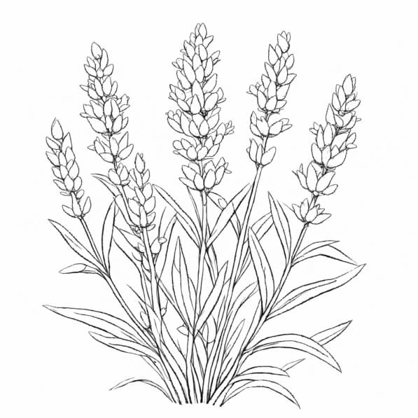 Download Line Drawing of Lavender Plant Coloring pages Online ...