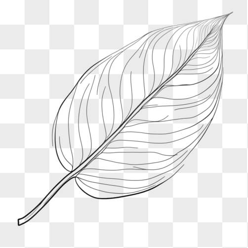 Download Detailed Line Drawing of a Leaf Sketches Online - Creative Fabrica