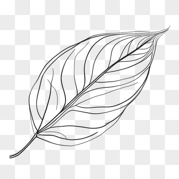 Download Detailed Line Drawing of a Leaf Sketches Online - Creative Fabrica