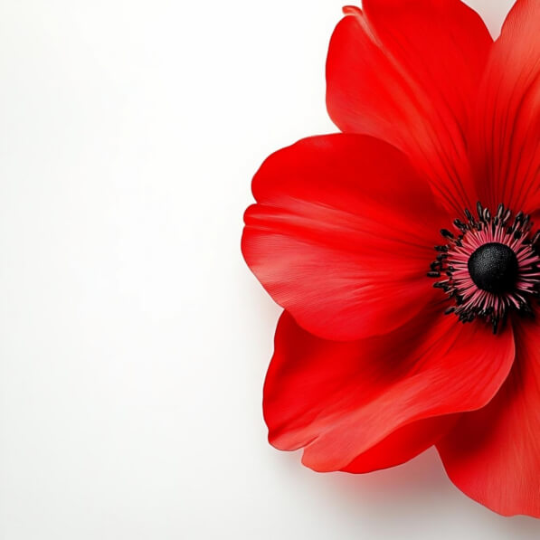 Télécharger Gros plan d'une fleur rouge sur fond blanc Arrière-plans En ...