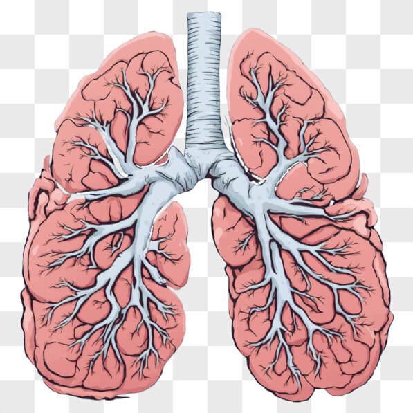 Download Anatomical Illustration of Human Lungs Cartoons Online ...