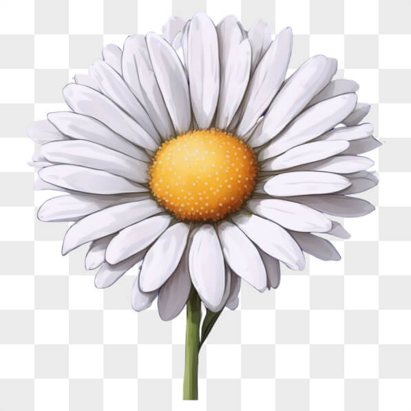 Download Daisy Flower with White Petals and Yellow Center Cartoons ...