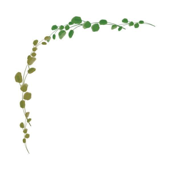 Download Curved Green Vine on White Background Borders & Corners Online ...