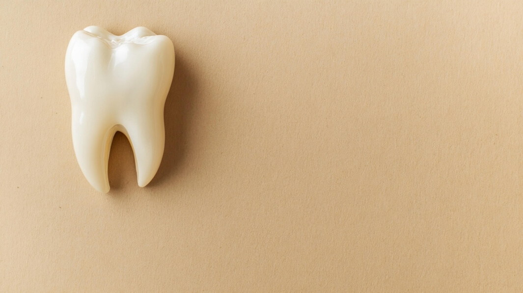 Download Dental Model of a Human Tooth Backgrounds Online - Creative ...