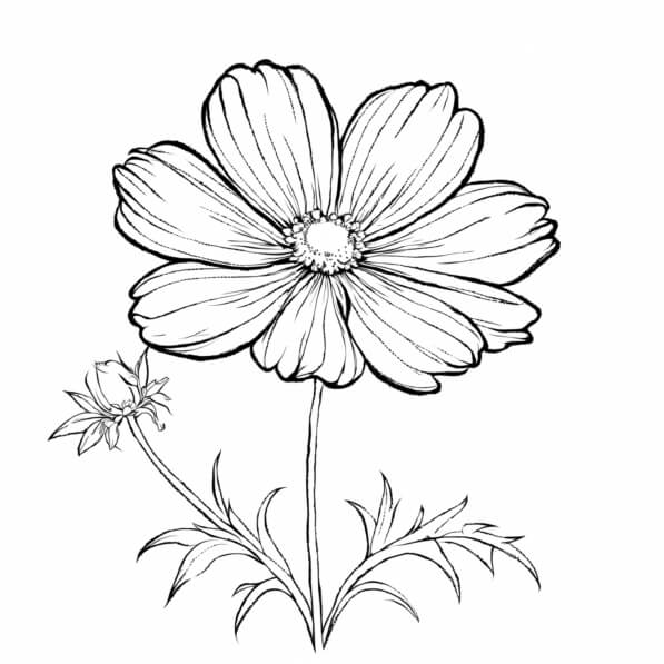 Download Line Drawing of a Cosmos Flower Coloring pages Online ...