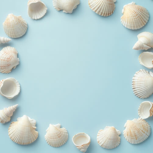 Seashell Backgrounds - Download Free & Premium Transparent Seashell ...