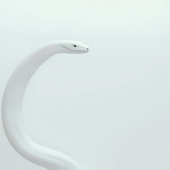 Download White Snake Curving Gracefully Backgrounds Online - Creative ...