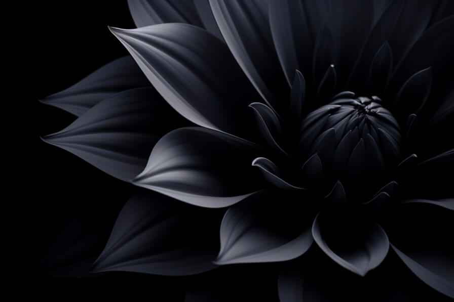 Descarga Primer plano de una elegante flor negra Fondos En Línea ...