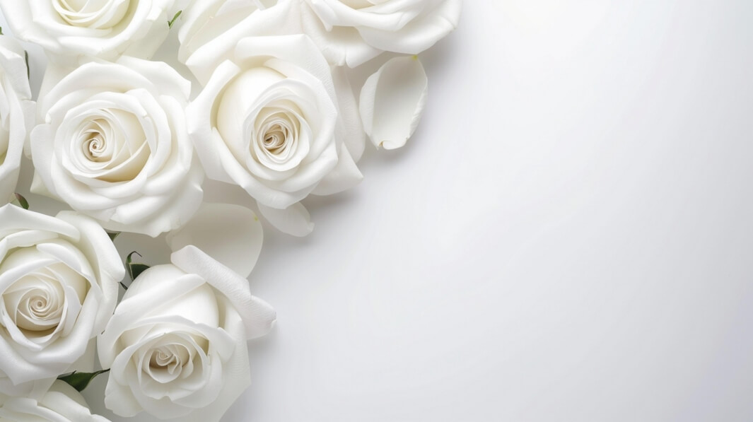 Download Elegant White Roses on a Light Background Backgrounds Online ...