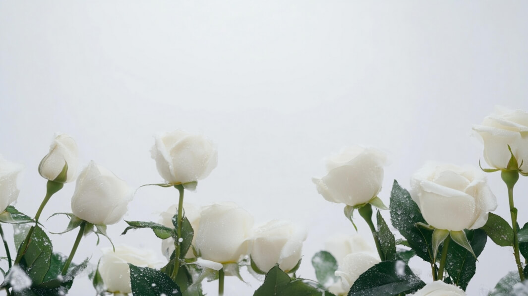 Download Elegant White Roses Backgrounds Online - Creative Fabrica