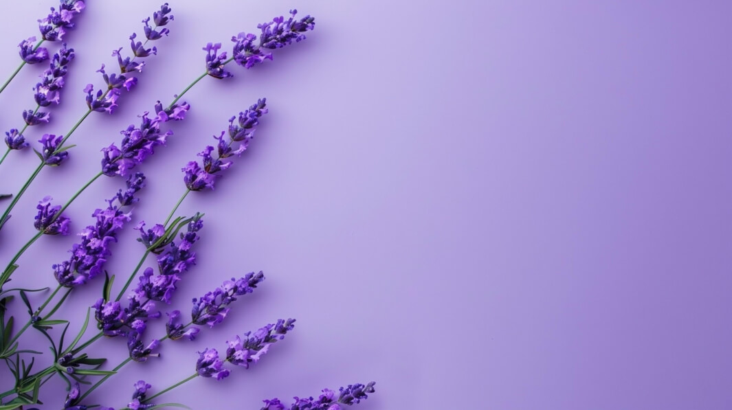 Download Lavender Flowers on Purple Background Backgrounds Online ...