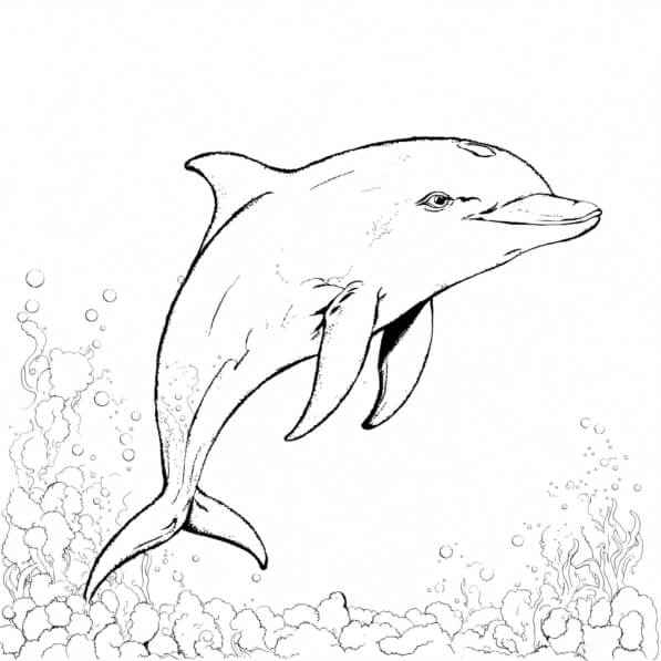 Free Dolphin Coloring pages - Download Printable Dolphin Coloring ...