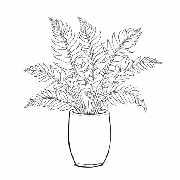 Download Outline of a Potted Fern Plant Coloring pages Online ...