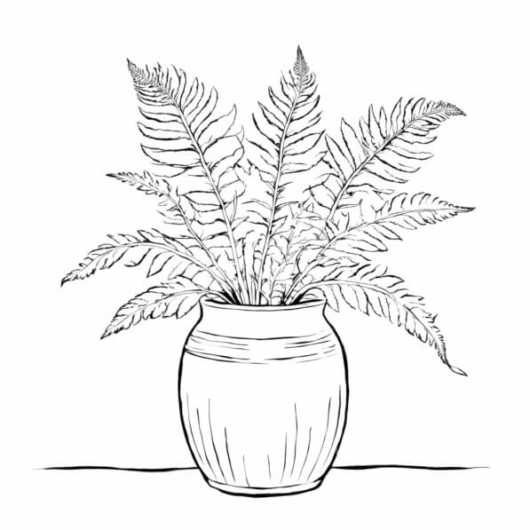 Download Potted Fern Plant Illustration Coloring pages Online ...