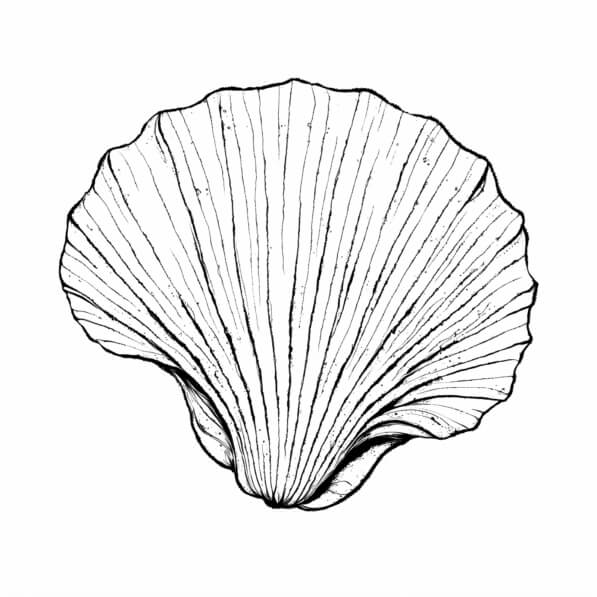 Download Scallop Shell Illustration Coloring pages Online - Creative ...