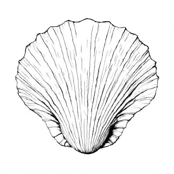 Download Illustration of a Scallop Shell Coloring pages Online ...