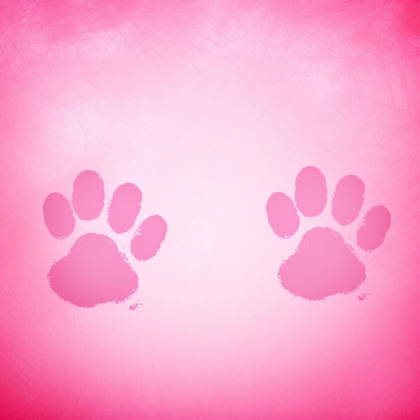 Download Pink Paw Prints on Soft Background Backgrounds Online ...