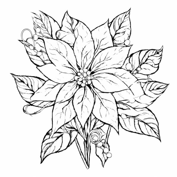 Download Line Drawing of Poinsettia Flower Coloring pages Online ...