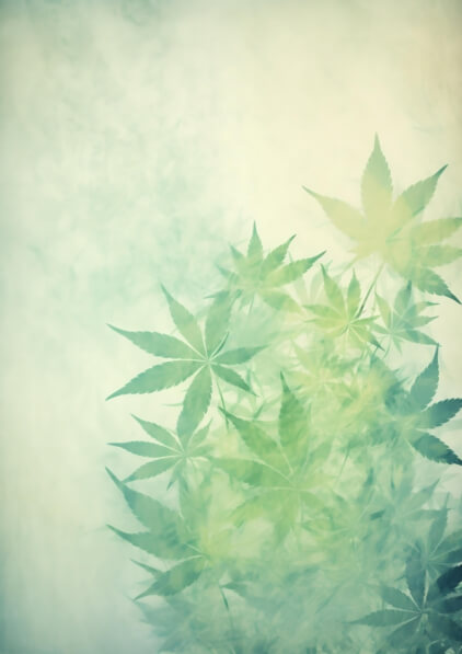 Download Translucent Cannabis Leaves on Soft Background Backgrounds ...