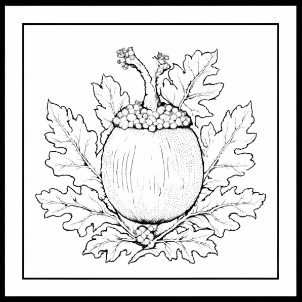 Télécharger Illustration détaillée d'un gland avec des feuilles de ...