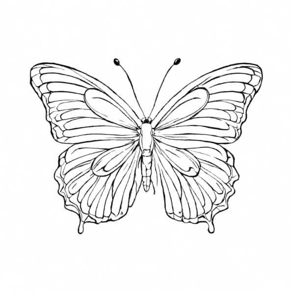 Download Line Drawing of a Butterfly Coloring pages Online - Creative ...