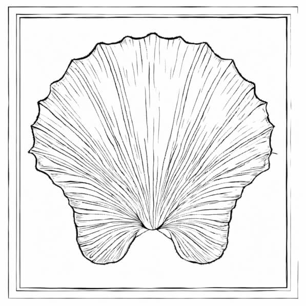 Download Line Drawing of a Scallop Shell Coloring pages Online ...