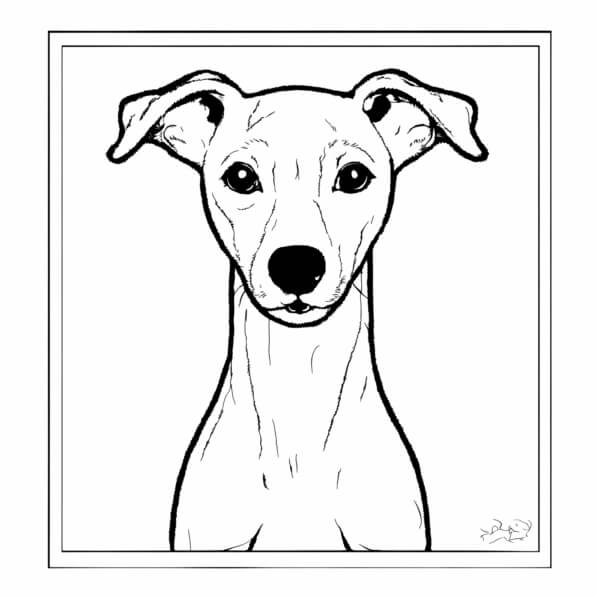 Download Illustration of an Italian Greyhound Coloring pages Online ...