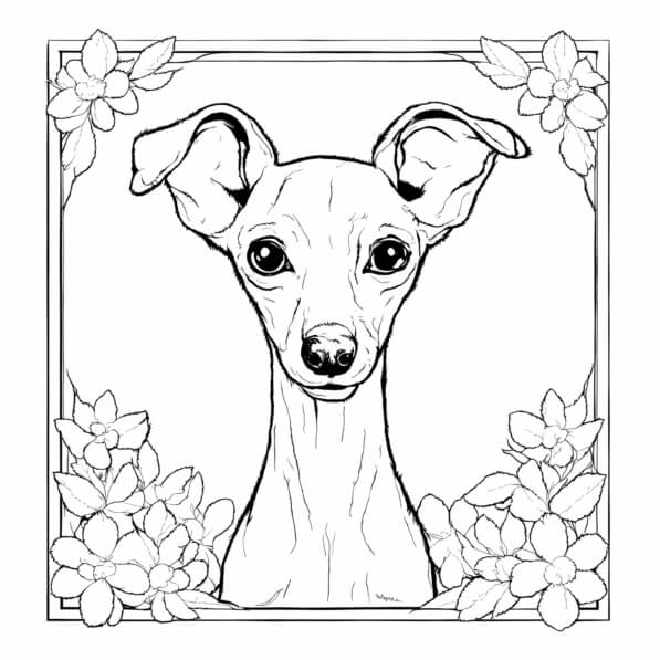 Download Illustration of an Italian Greyhound with Floral Border ...