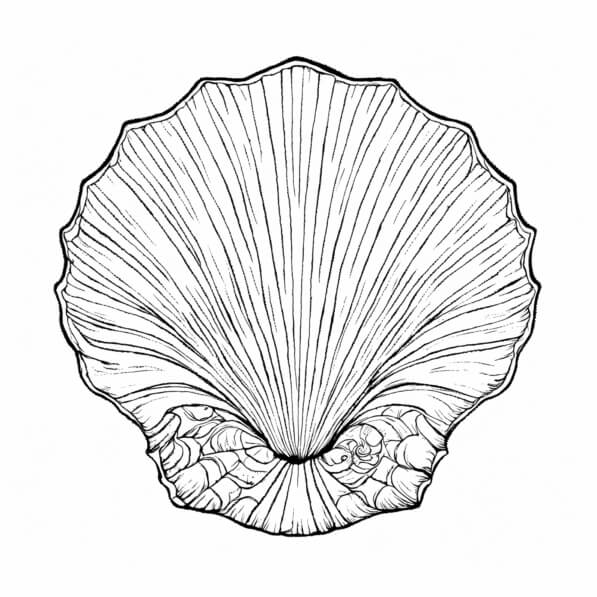 Download Illustration of a Scallop Shell Coloring pages Online ...
