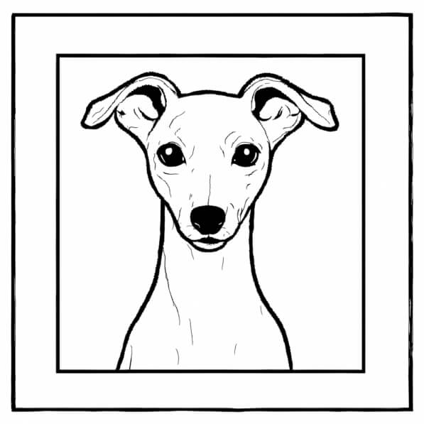 Download Line Drawing of an Italian Greyhound Coloring pages Online ...