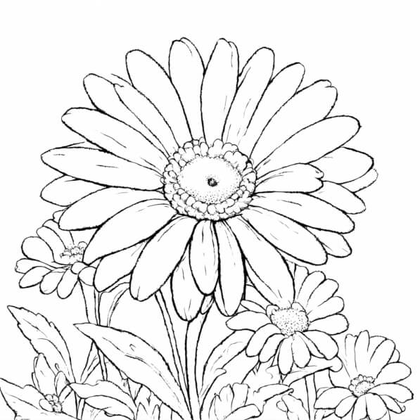 Download Line Drawing of Daisies Coloring pages Online - Creative Fabrica