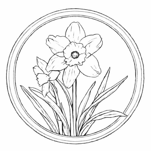 Download Line Drawing of Daffodils Coloring pages Online - Creative Fabrica