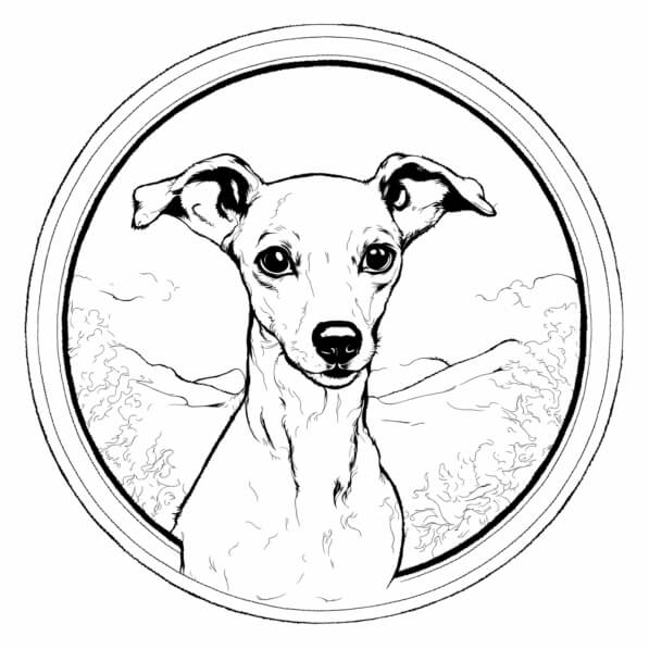Download Illustration of an Italian Greyhound Coloring pages Online ...