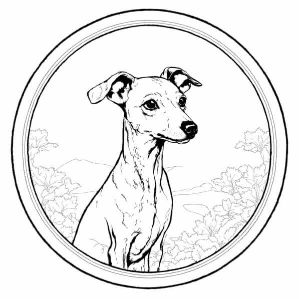Download Line Drawing of an Italian Greyhound Coloring pages Online ...