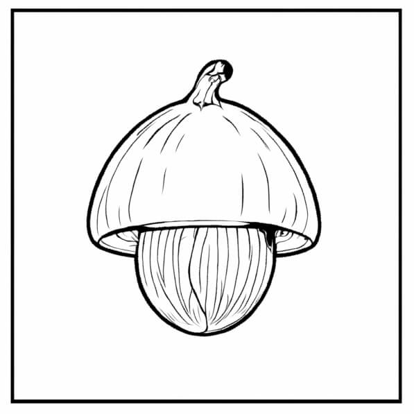 Download Detailed Line Drawing of an Acorn Coloring pages Online ...