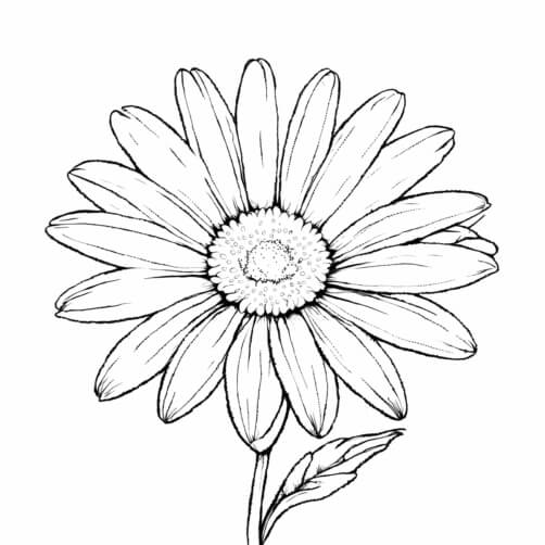 Download Intricate Line Drawing of a Daisy Flower Coloring pages Online ...