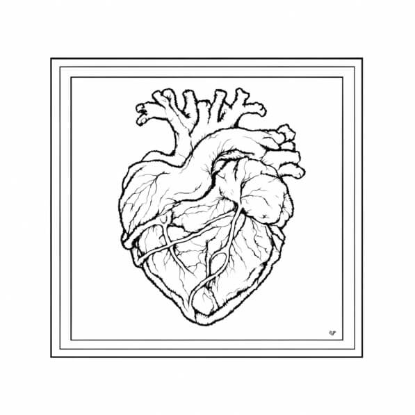 Download Anatomical Heart Illustration Coloring pages Online - Creative ...