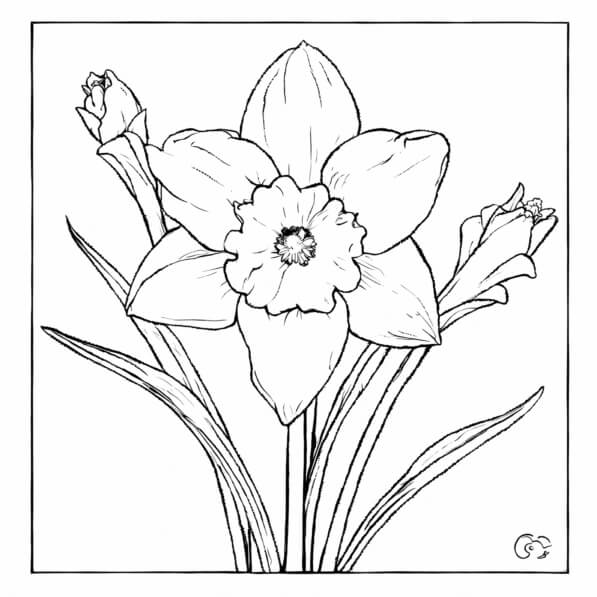 Download Daffodil Flower Line Drawing Coloring pages Online - Creative ...