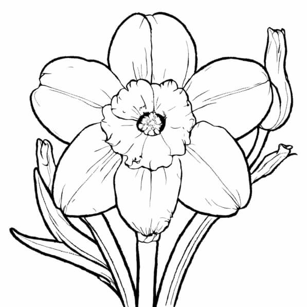 Download Daffodil Flower Line Drawing Coloring pages Online - Creative ...
