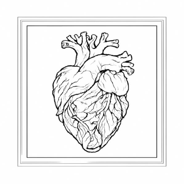 Descarga Ilustración anatómica de un corazón humano Páginas para ...