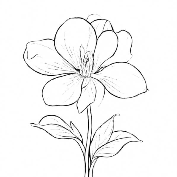 Download Line Drawing of a Flower Coloring pages Online - Creative Fabrica