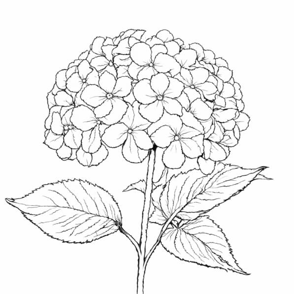 Download Line Drawing of a Hydrangea Flower Coloring pages Online ...