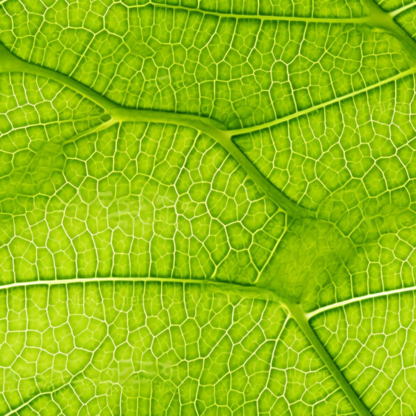 Leaf Patterns - Download Seamless Leaf Patterns for Free - Creative Fabrica