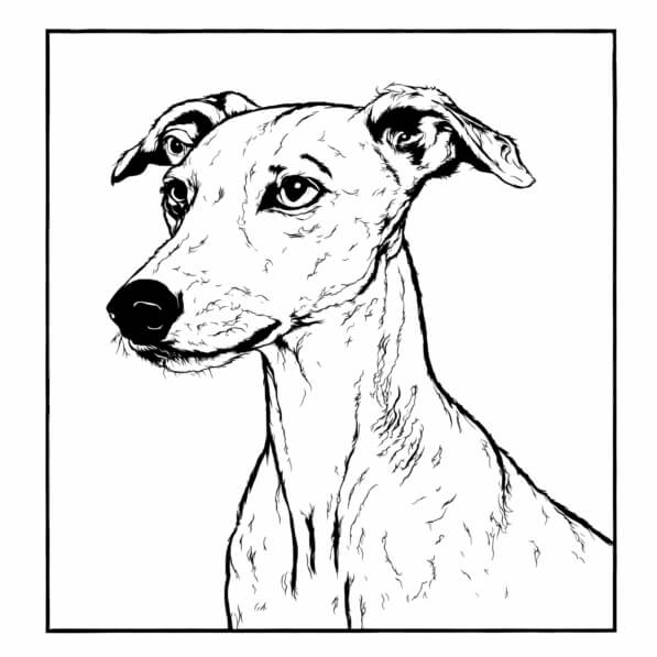 Download Illustration of a Greyhound Dog Coloring pages Online ...