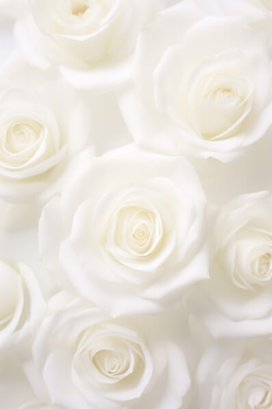 Download Elegant White Roses Backgrounds Online - Creative Fabrica