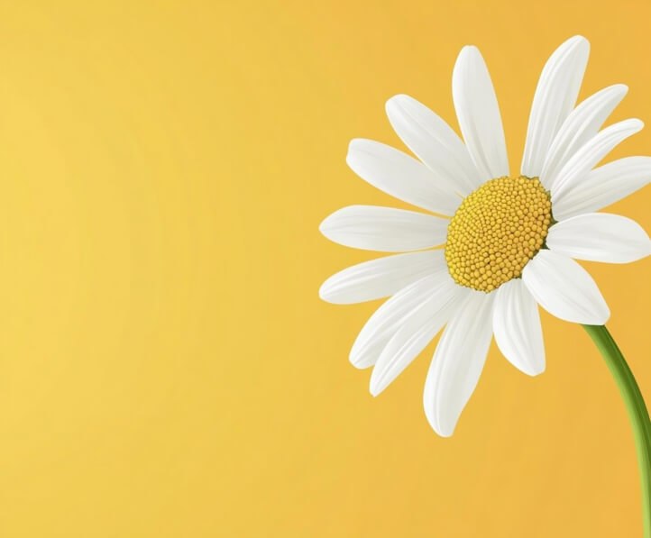 Download Daisy Flower on Yellow Background Backgrounds Online ...